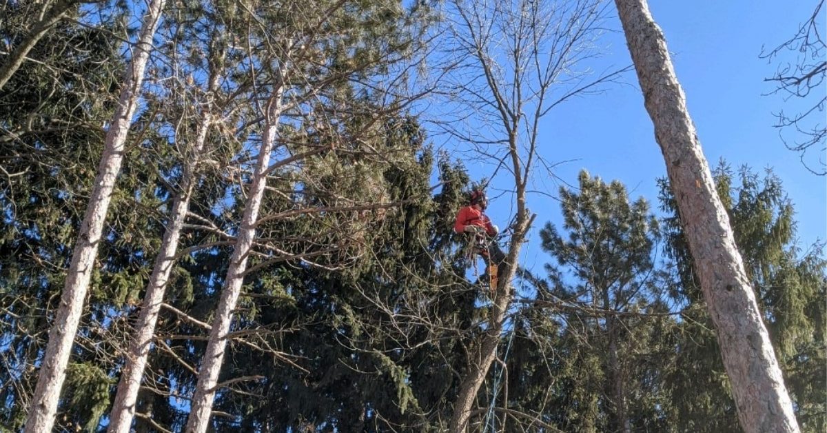 Leaning Trees: Causes, Stabilization, and Prevention